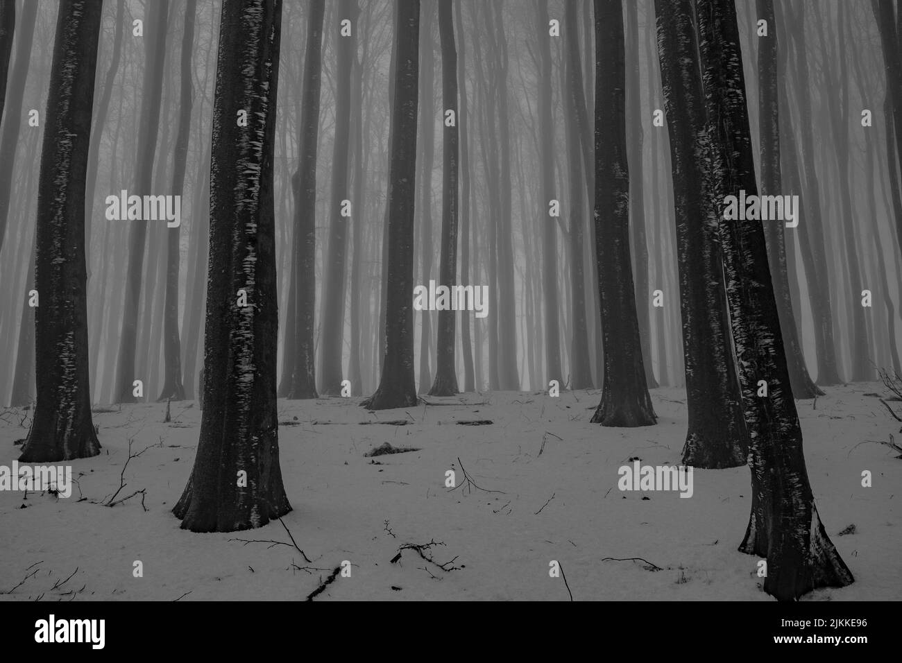 A grayscale view of a foggy forest Stock Photo - Alamy