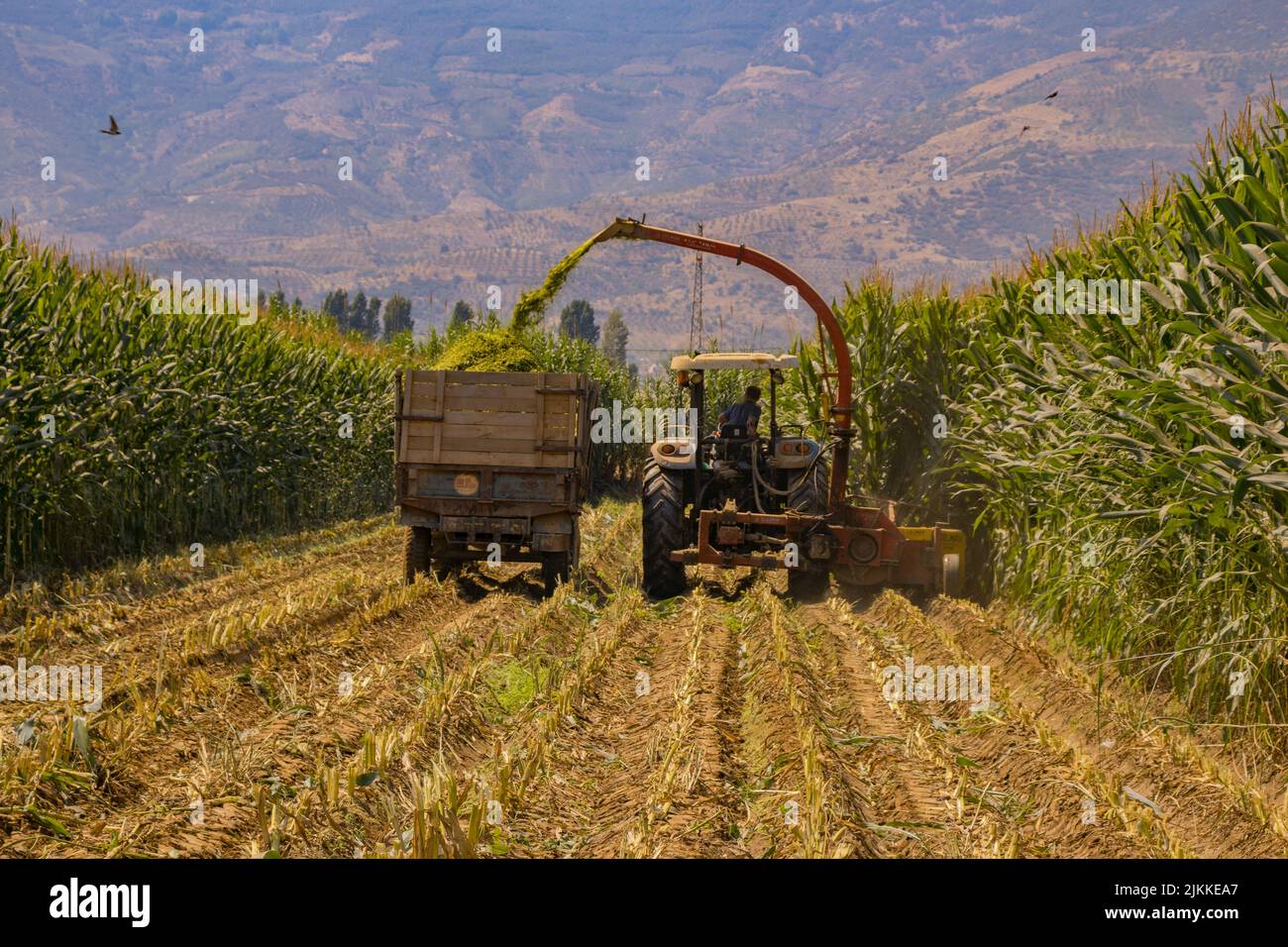 A tractor collecting crops on a farm in Turkey Stock Photo - Alamy
