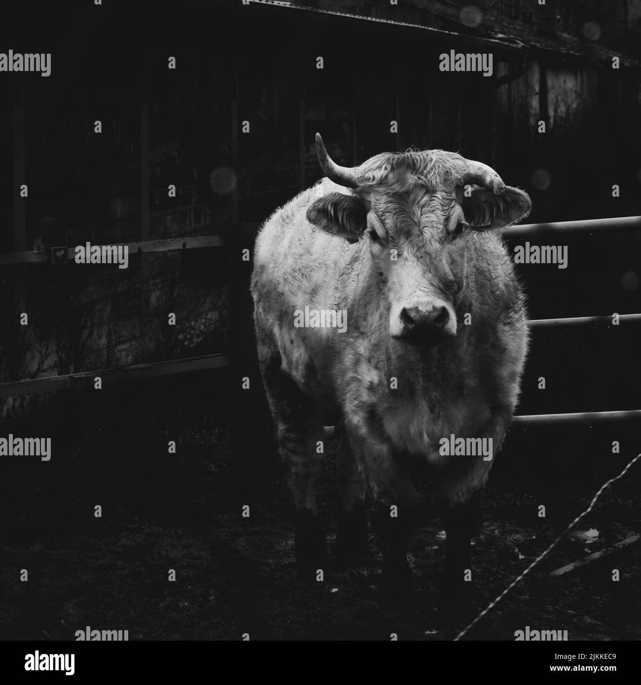 A grayscale view of a bull looking in the camera Stock Photo - Alamy