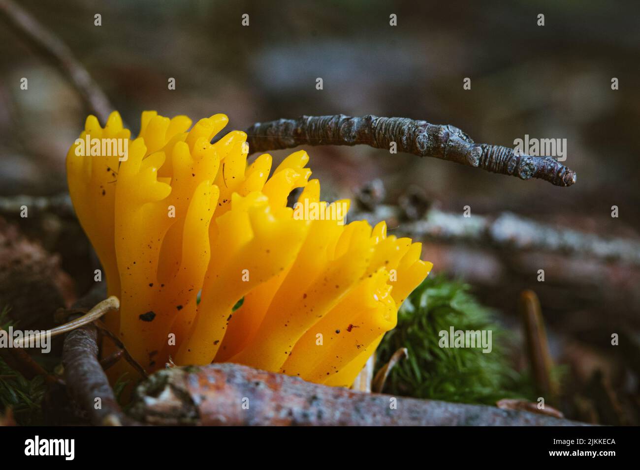Mushroom bloom hi-res stock photography and images - Alamy