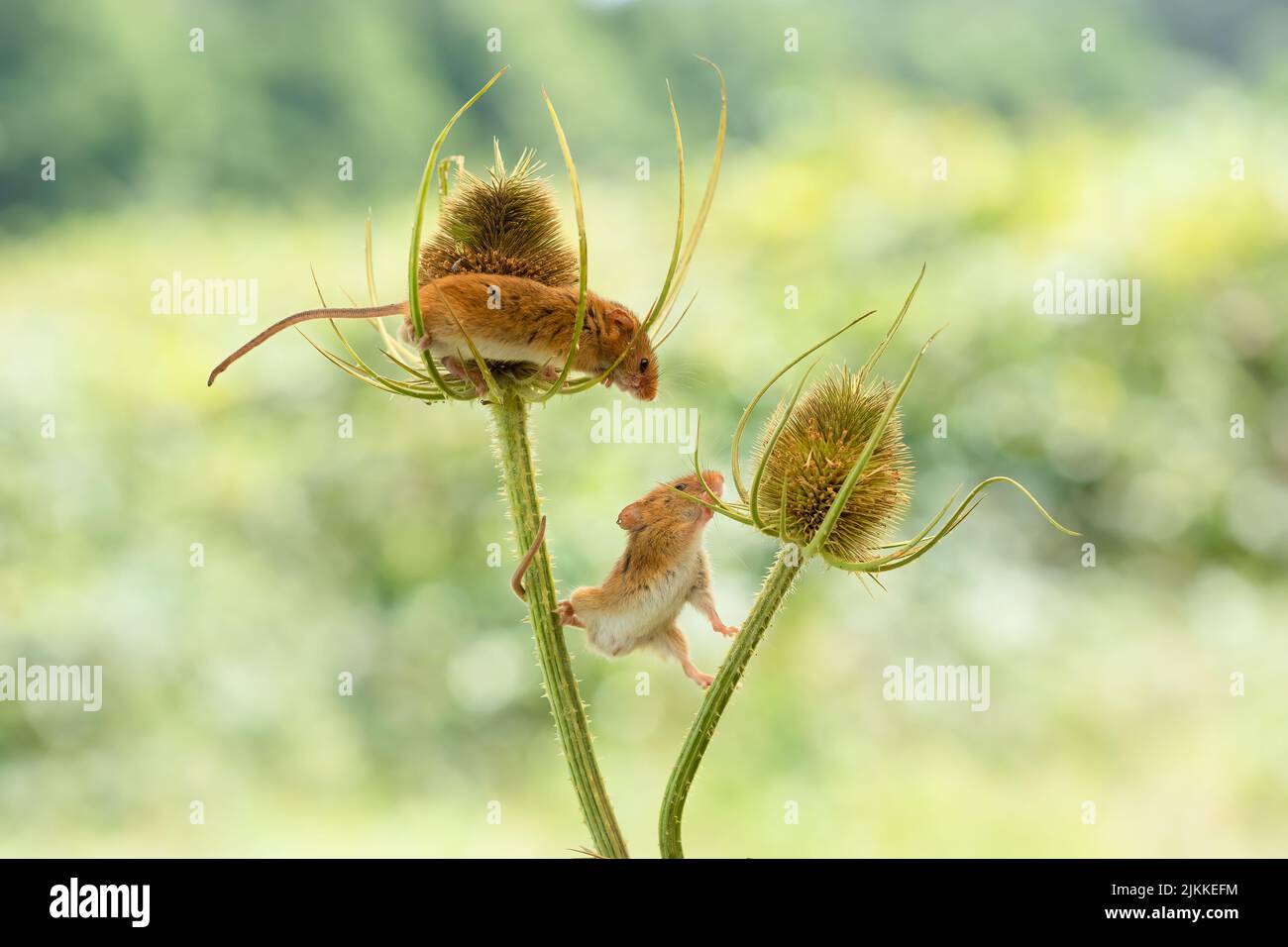 Plant mouse hi-res stock photography and images - Alamy