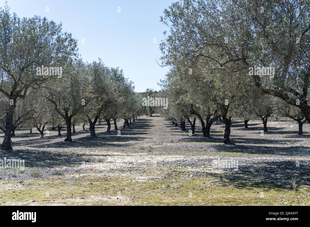Garden of fruit trees hi-res stock photography and images - Alamy