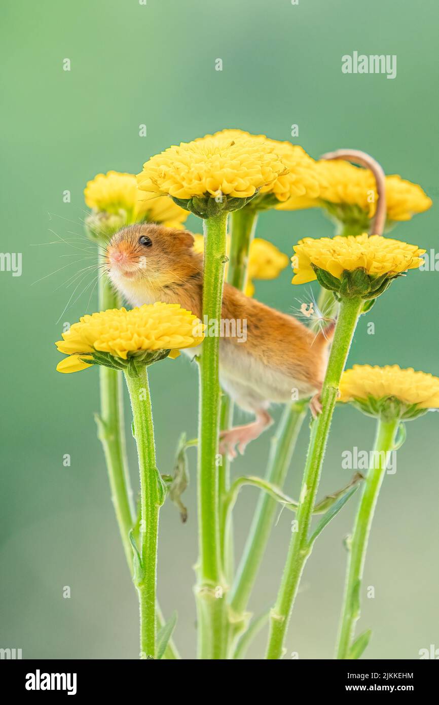 Harvest mouse on a yellow wild flower hi-res stock photography and ...