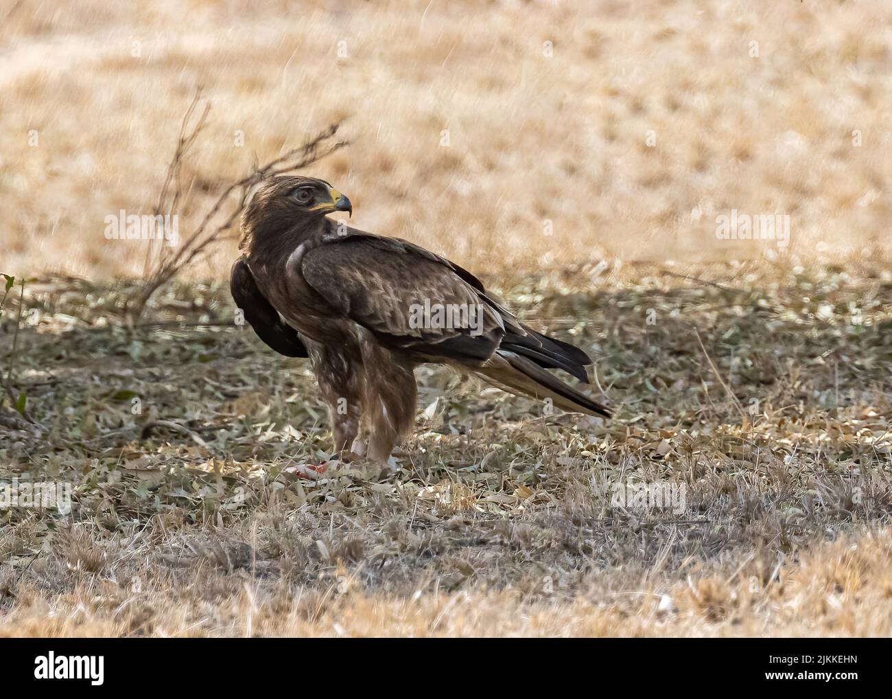 A booted eagle in a shade with a kill Stock Photo - Alamy