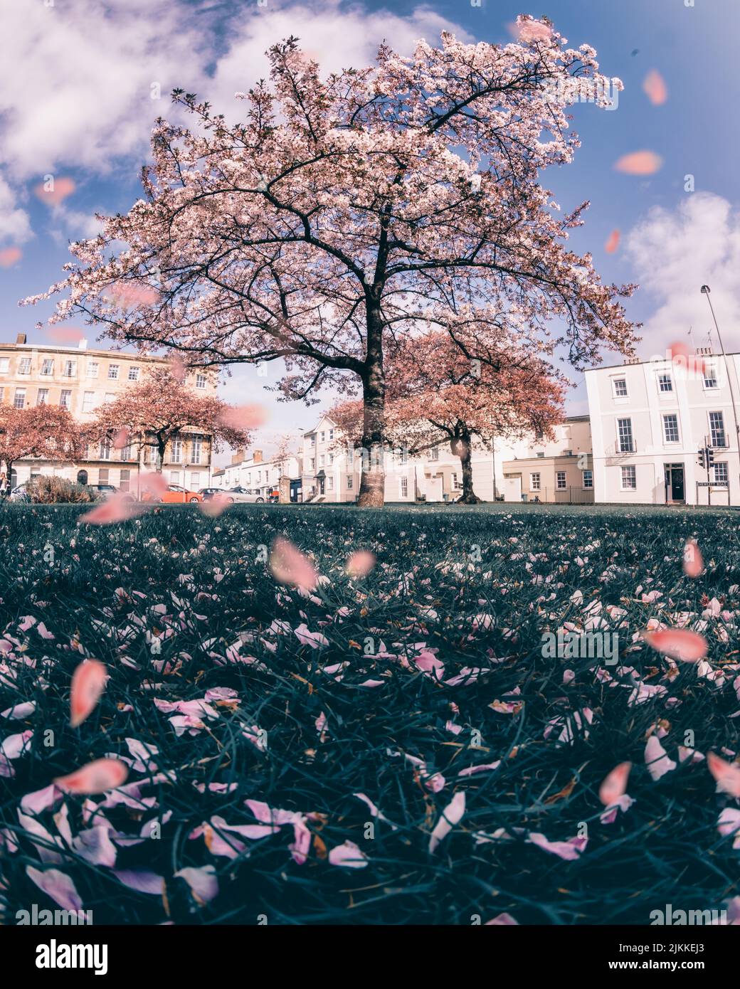 Tree with buildings in background hi-res stock photography and images ...