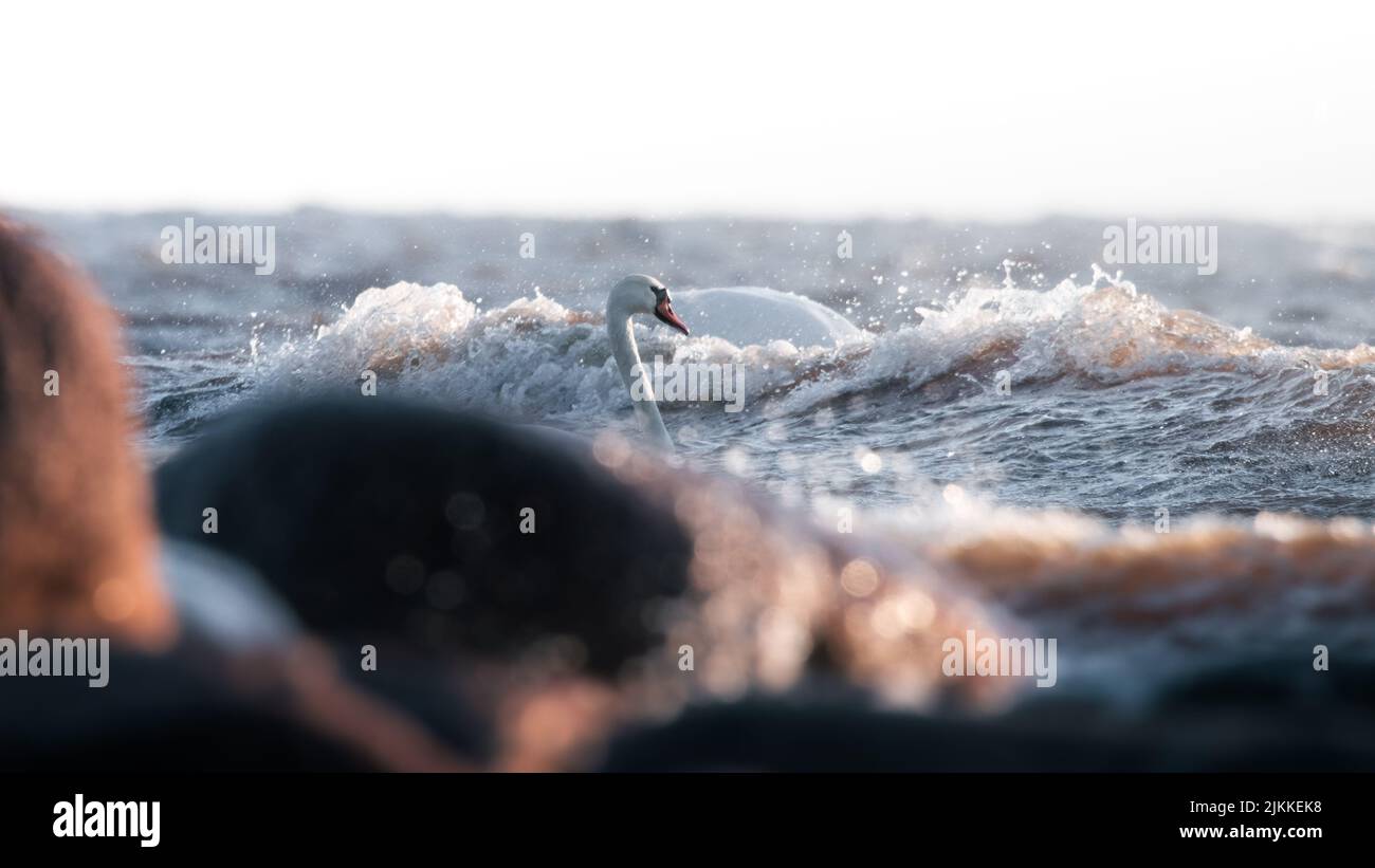 A swan swimming in a sea with stormy waves Stock Photo - Alamy