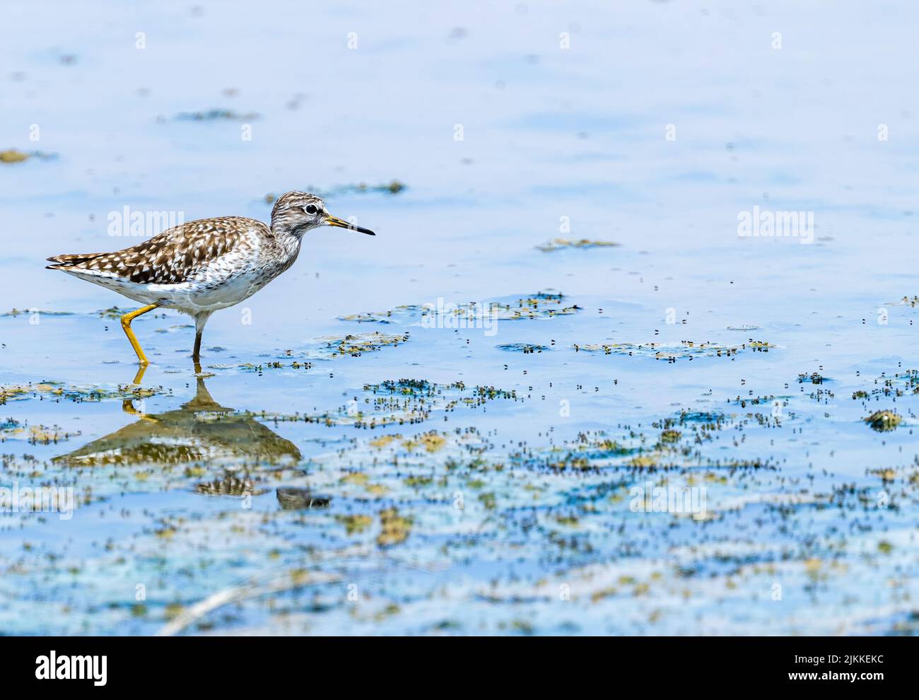 A Wood Sandpiper in a wet land Stock Photo - Alamy