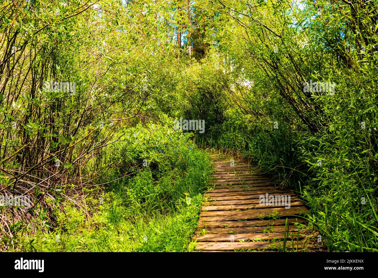 Forest path view hi-res stock photography and images - Alamy