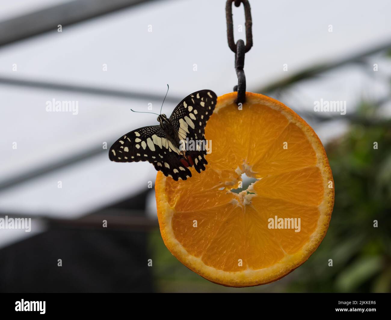 Butterfly swallowtail hanging hi-res stock photography and images - Alamy