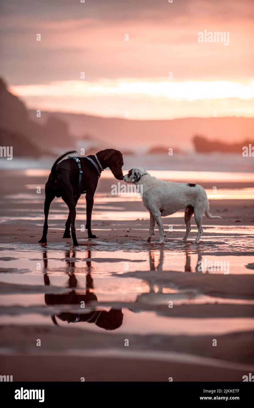 Vertical shot two domestic hi-res stock photography and images - Alamy