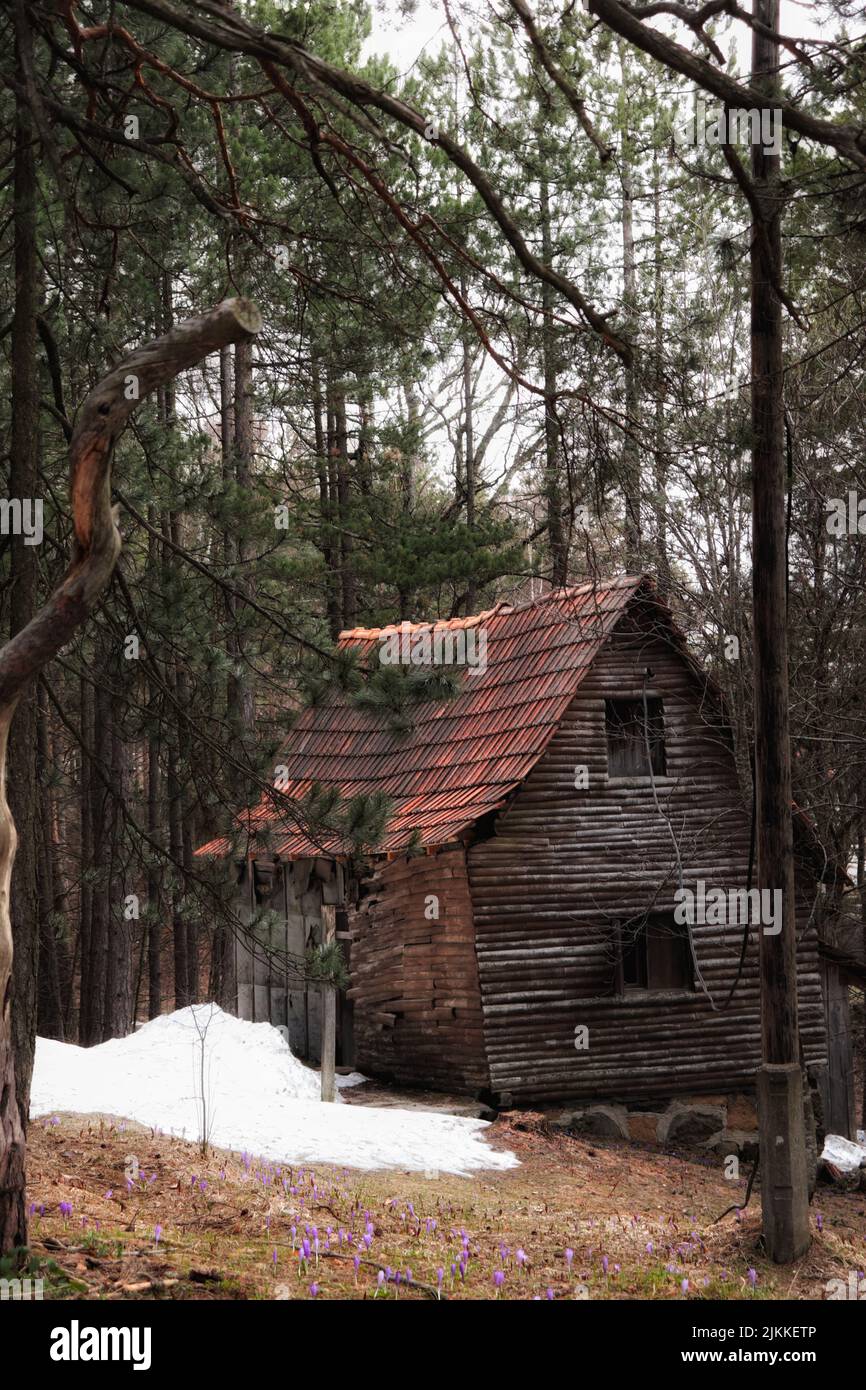 An old abandoned wooden house in the forest beside a huge pile of snow ...