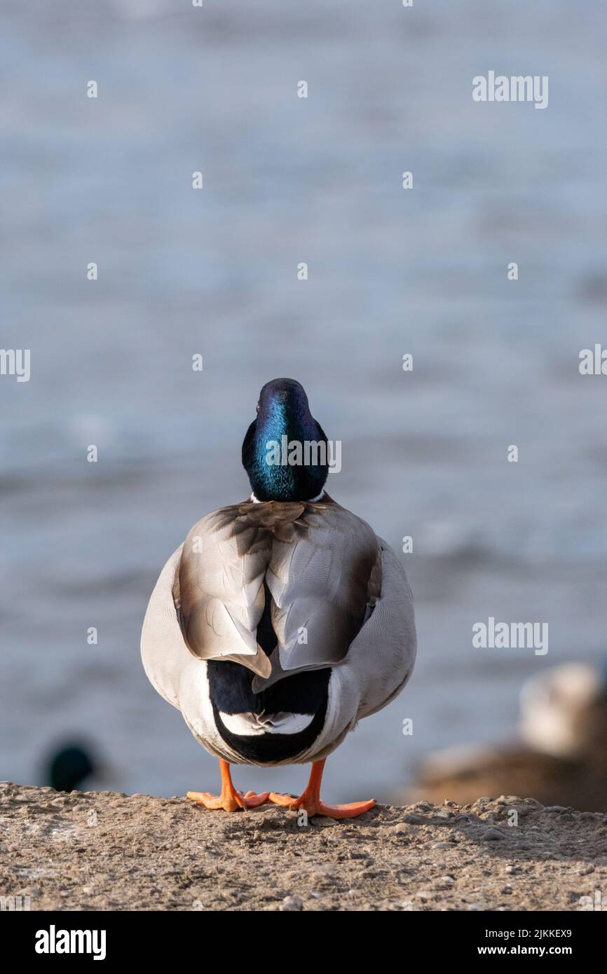 A vertical shot of a beautiful mallard captured from its back walking ...