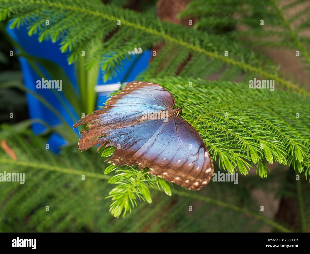 Blue morpho butterfly sun hi-res stock photography and images - Alamy