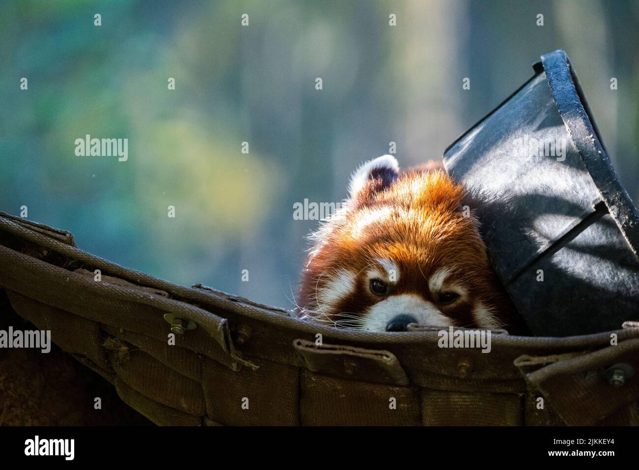 Panda small hi-res stock photography and images - Alamy