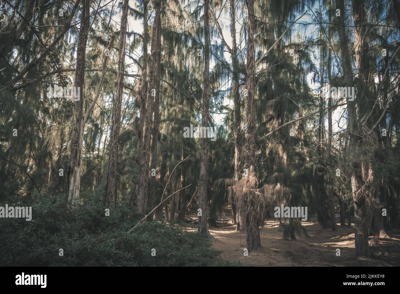 A beautiful forest with droopy trees branches Stock Photo - Alamy