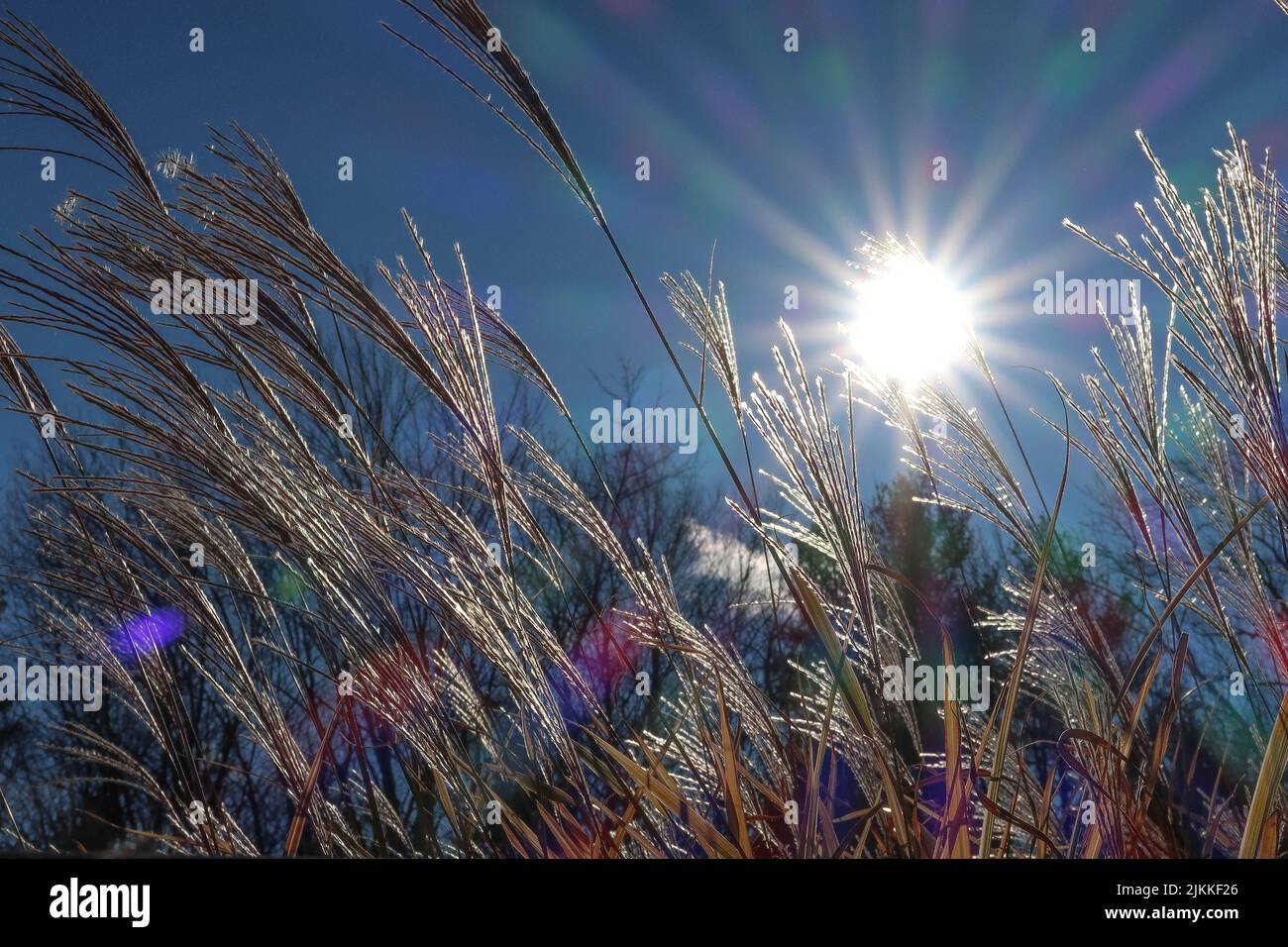 A closeup of Chinese silver grass (Miscanthus sinensis) illuminated by ...