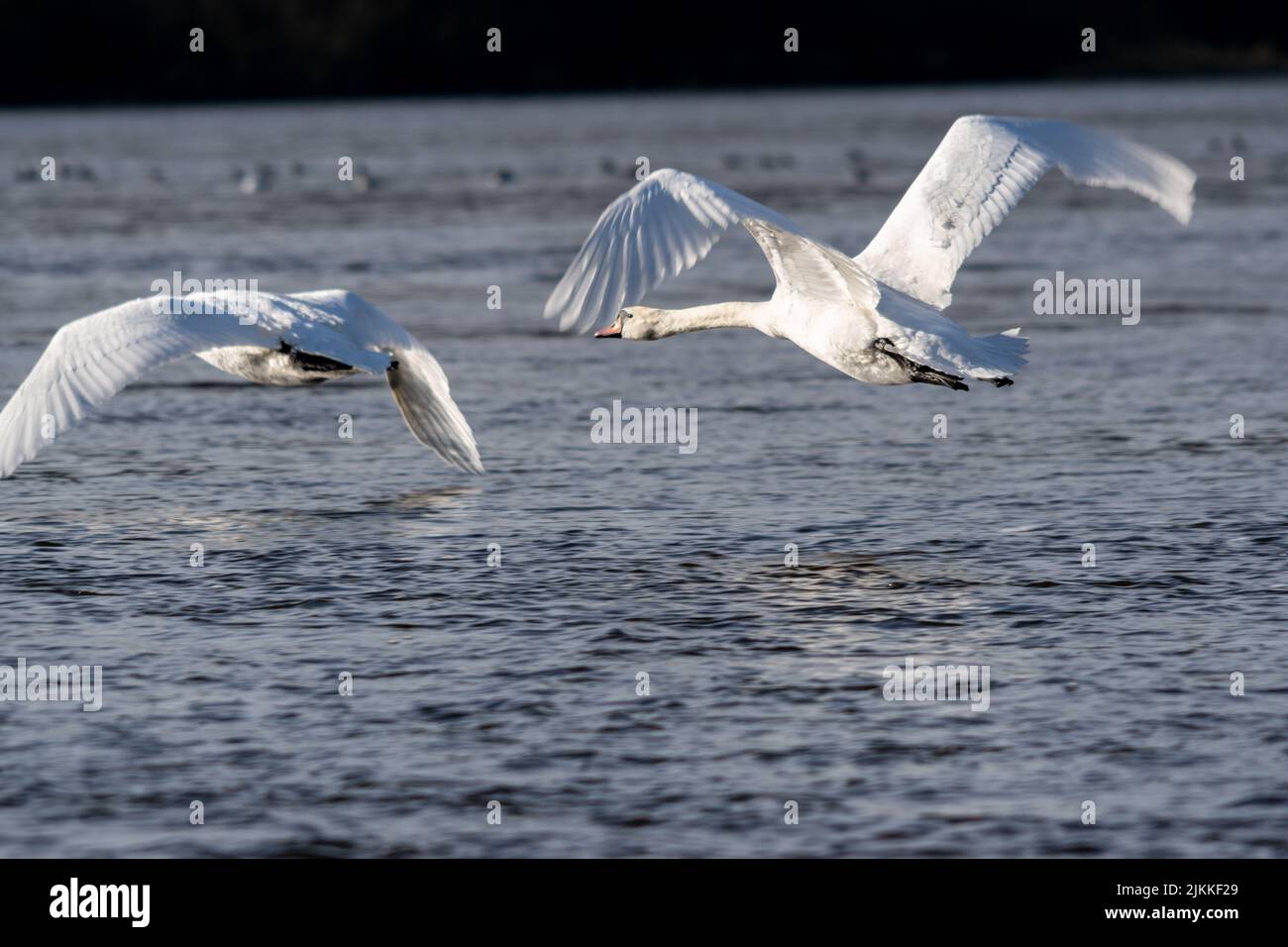 Flying swans hi-res stock photography and images - Alamy