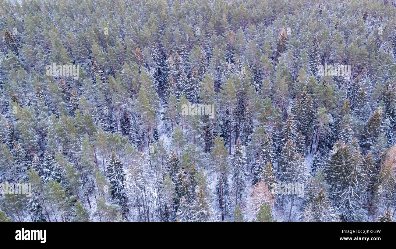 An aerial beautiful landscape view of a snowy dense fir forest in ...