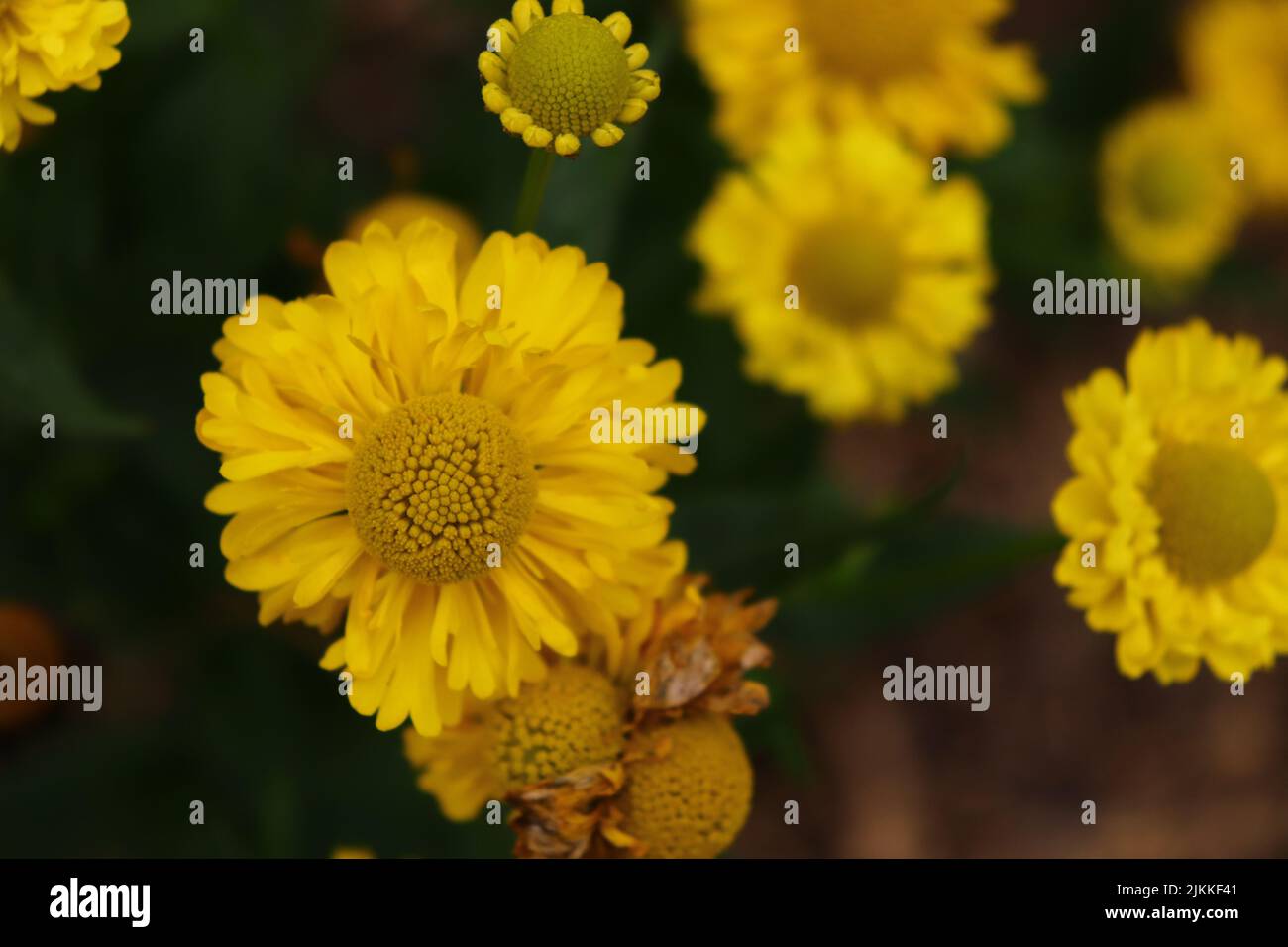 Mesa plant hi-res stock photography and images - Alamy
