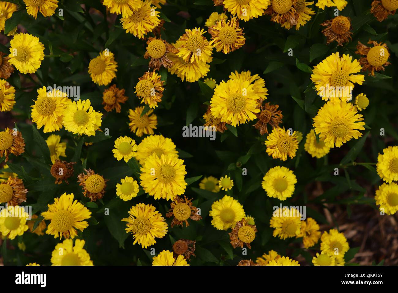 A closeup of Coleostephus myconis, known as the corn marigold Stock ...