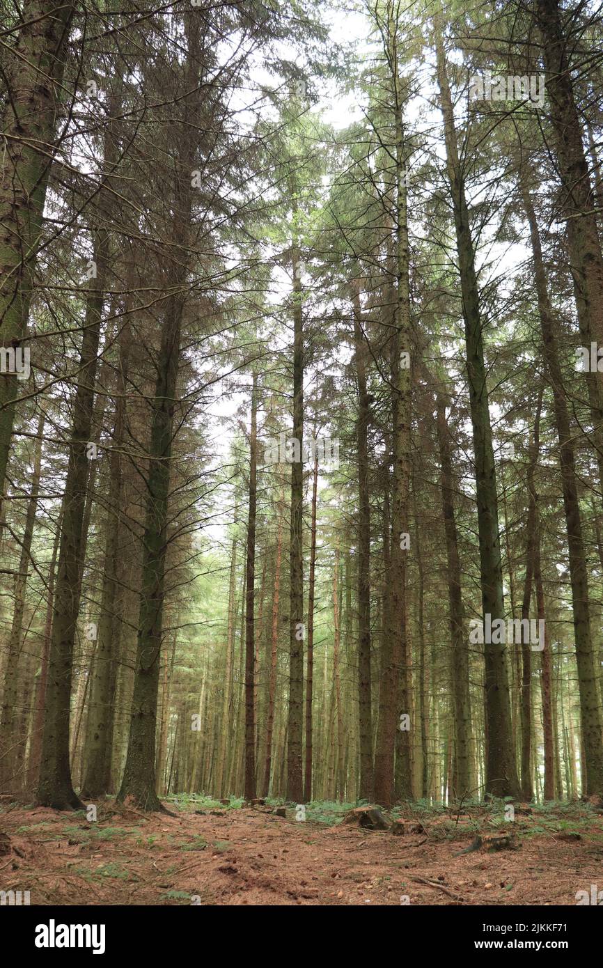 A vertical low angle shot of the forest with tall pine trees Stock Photo - Alamy