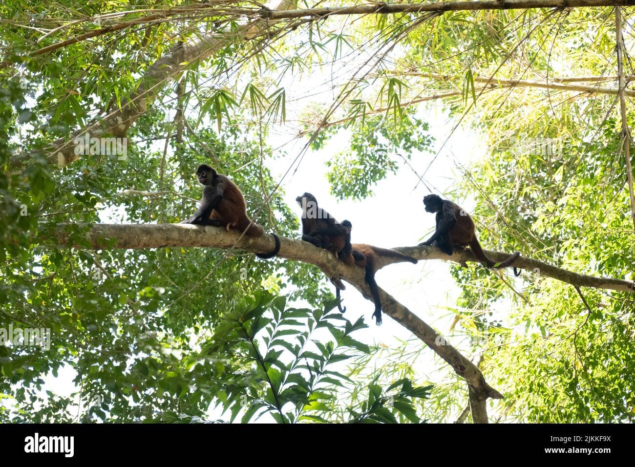 A low angle shot of three monkeys sitting on a big tree branch in the ...