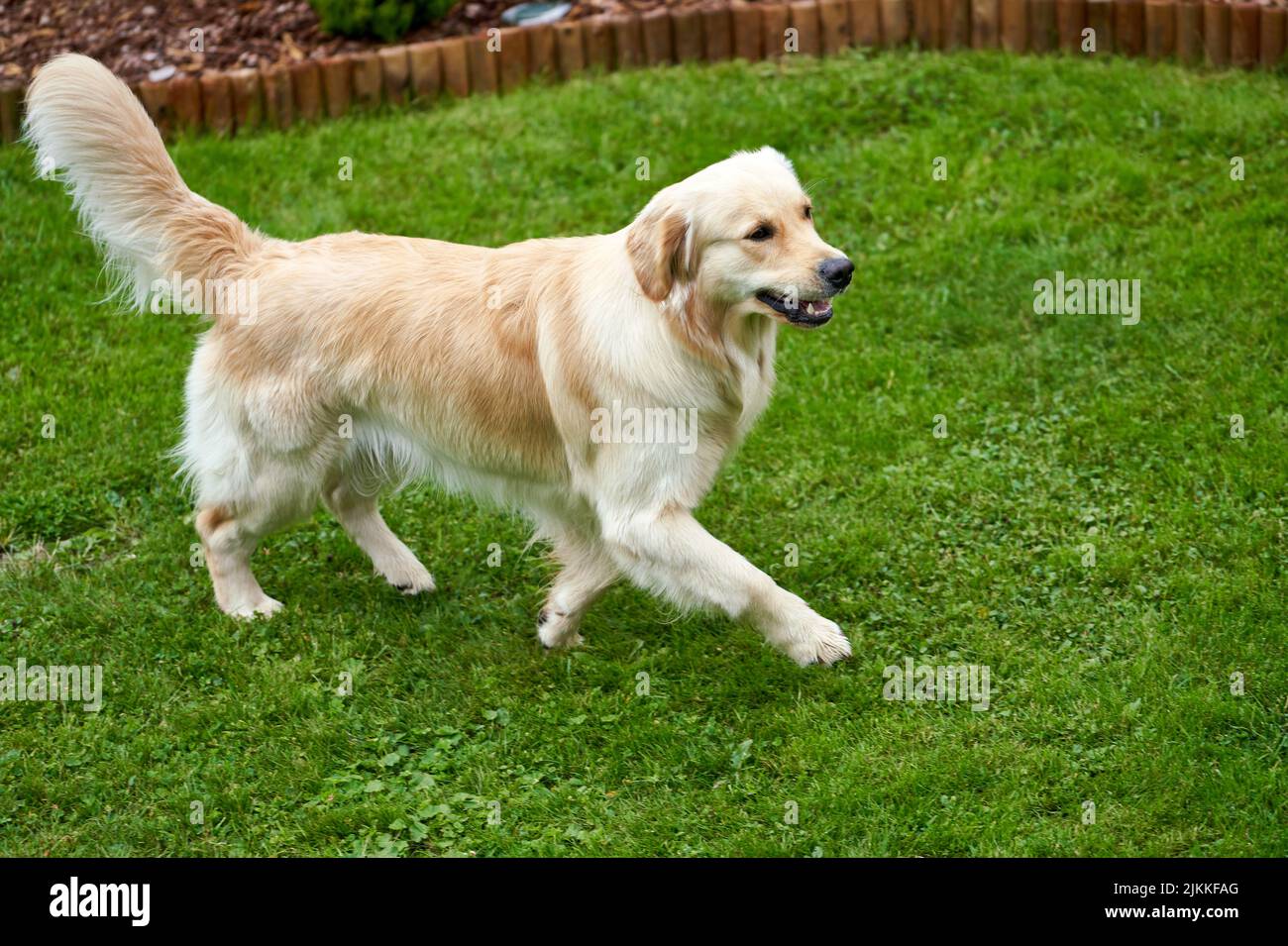 A beautiful shot of a golden retriever dog running on the lawn in the ...