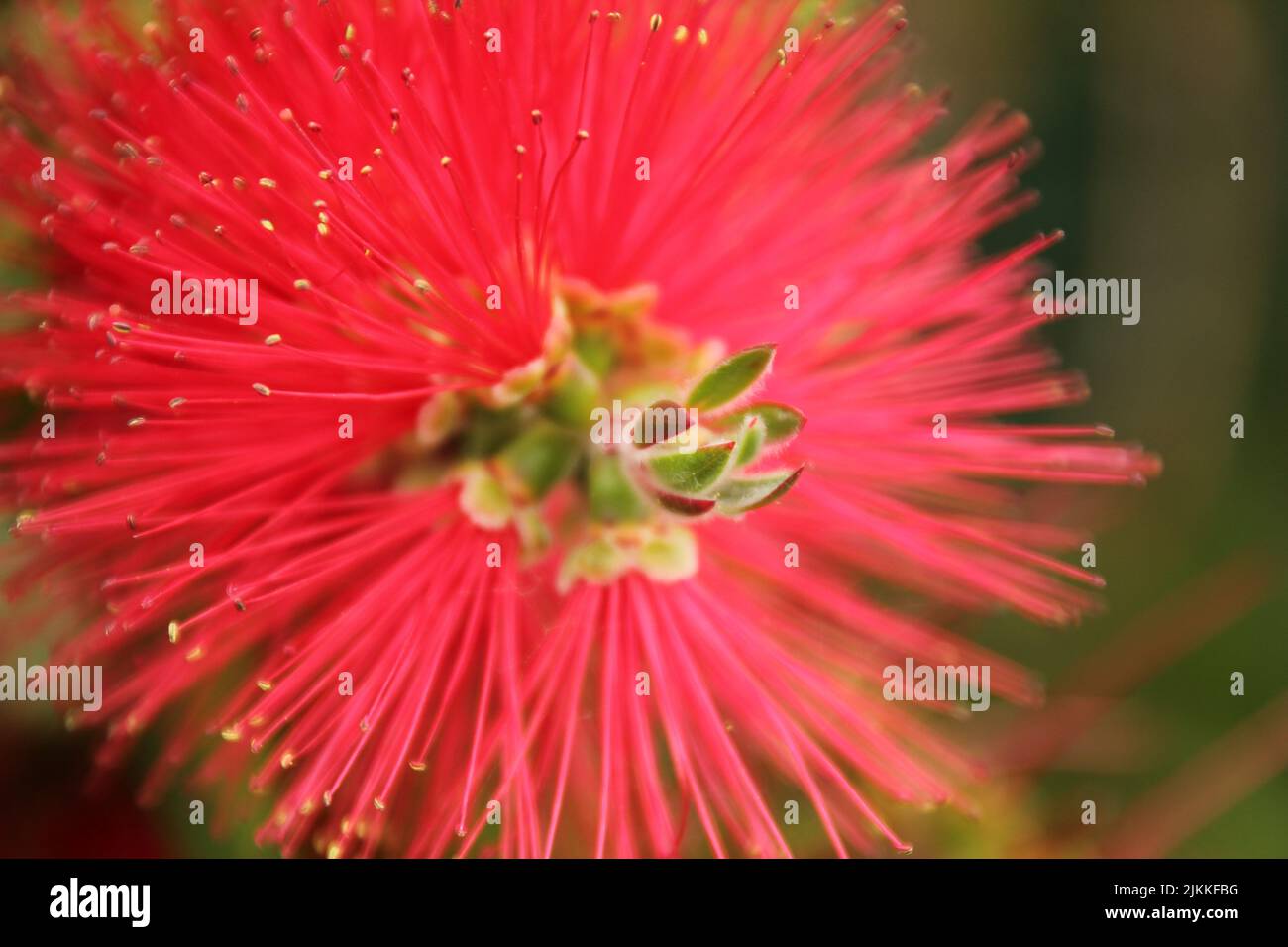 A closeup of a beautiful Callistemon flower growing in a garden Stock ...