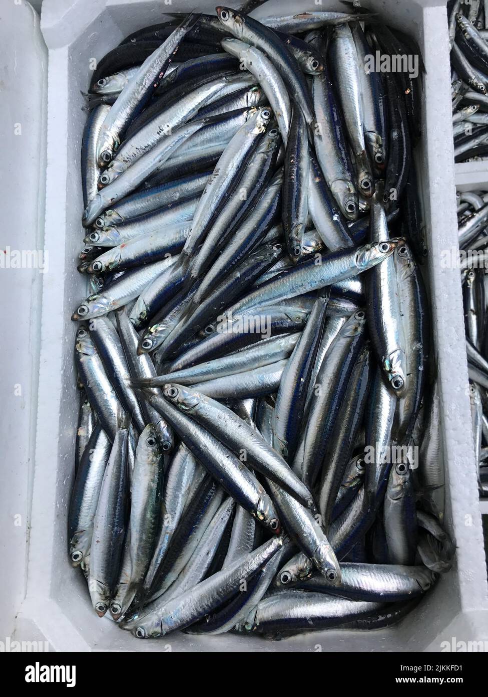 a top view shot of herring small fishes Stock Photo - Alamy