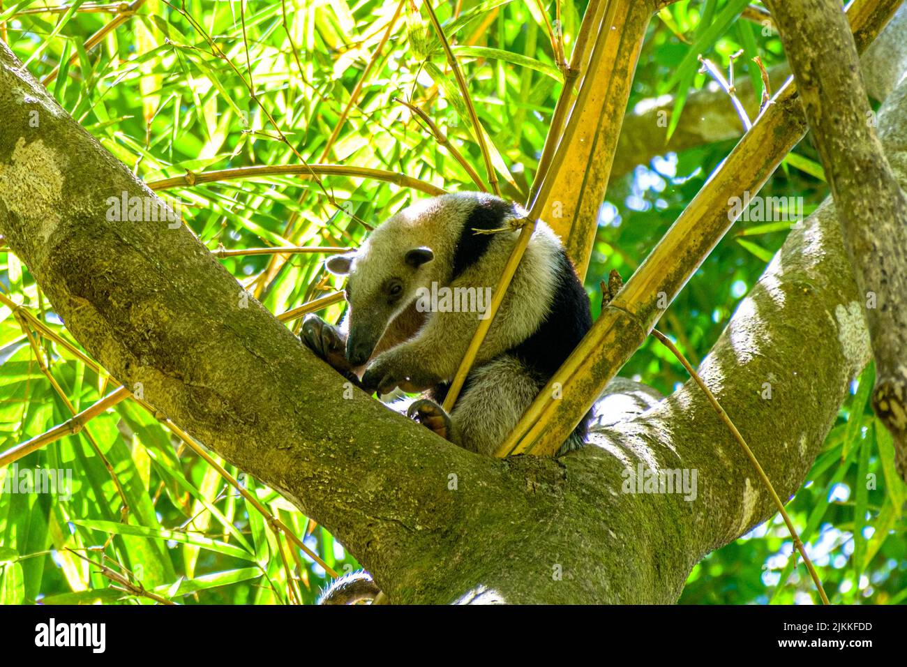 A closeup of an Anteater or northern tamandua sitting on a tree in a ...