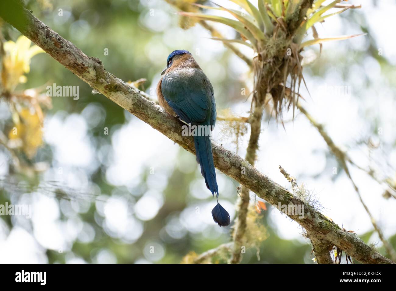 Motmot bird hi-res stock photography and images - Alamy