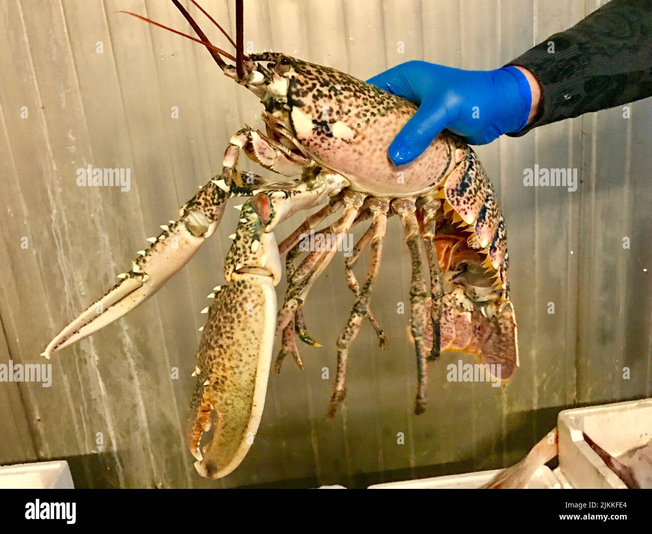 A man hand in blue glove holding giant lobster Stock Photo - Alamy