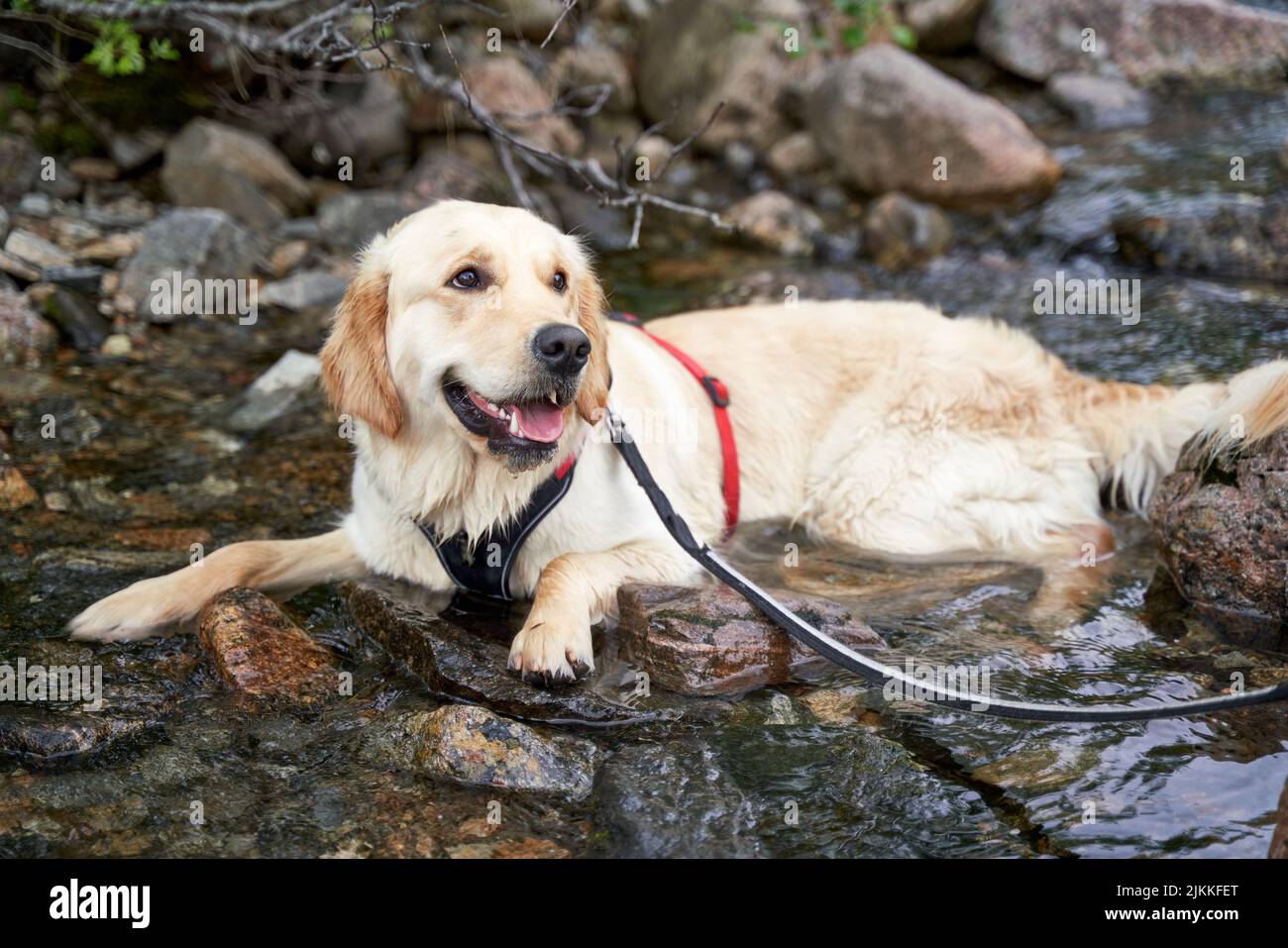 Happy family with puppy hi-res stock photography and images - Alamy