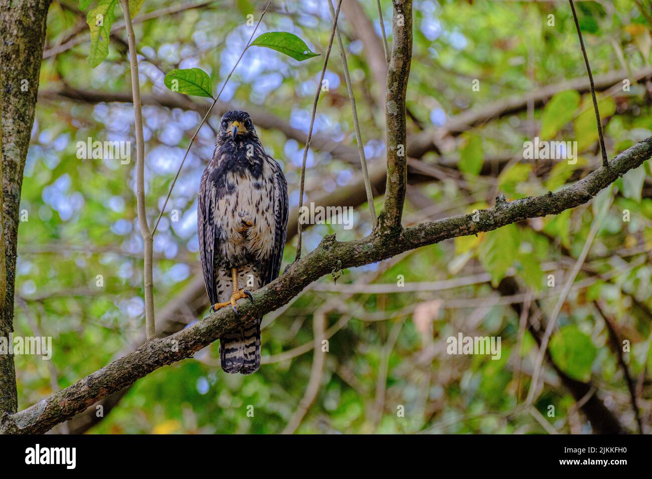 Red tailed hawk perched hi-res stock photography and images - Alamy