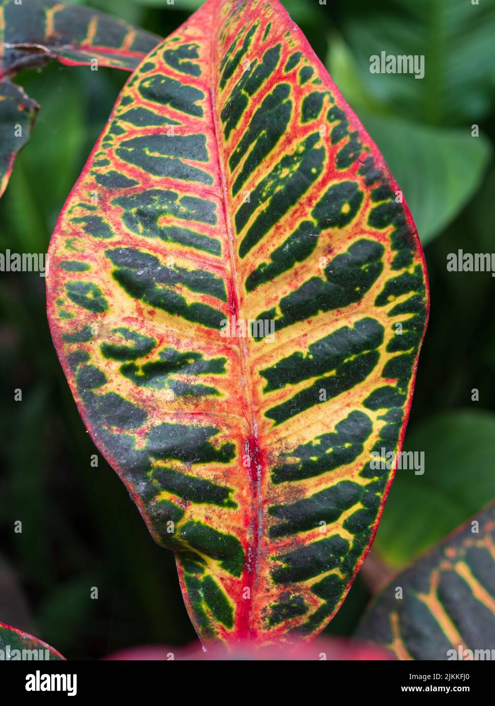 Codiaeum leaves hi-res stock photography and images - Alamy