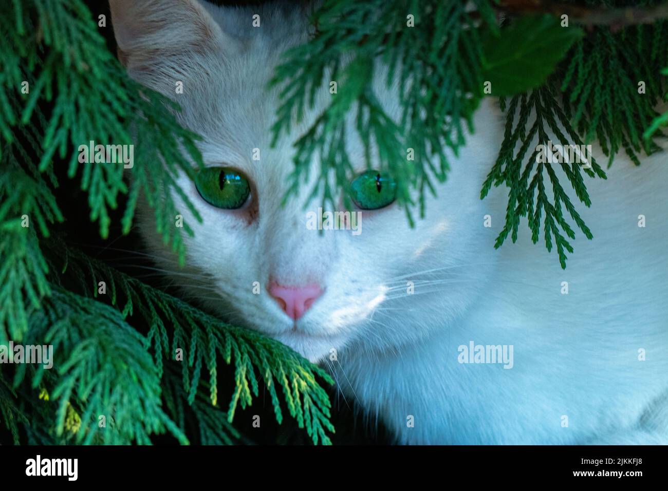 A closeup of a white cat between the branches of a pine tree in Berango ...