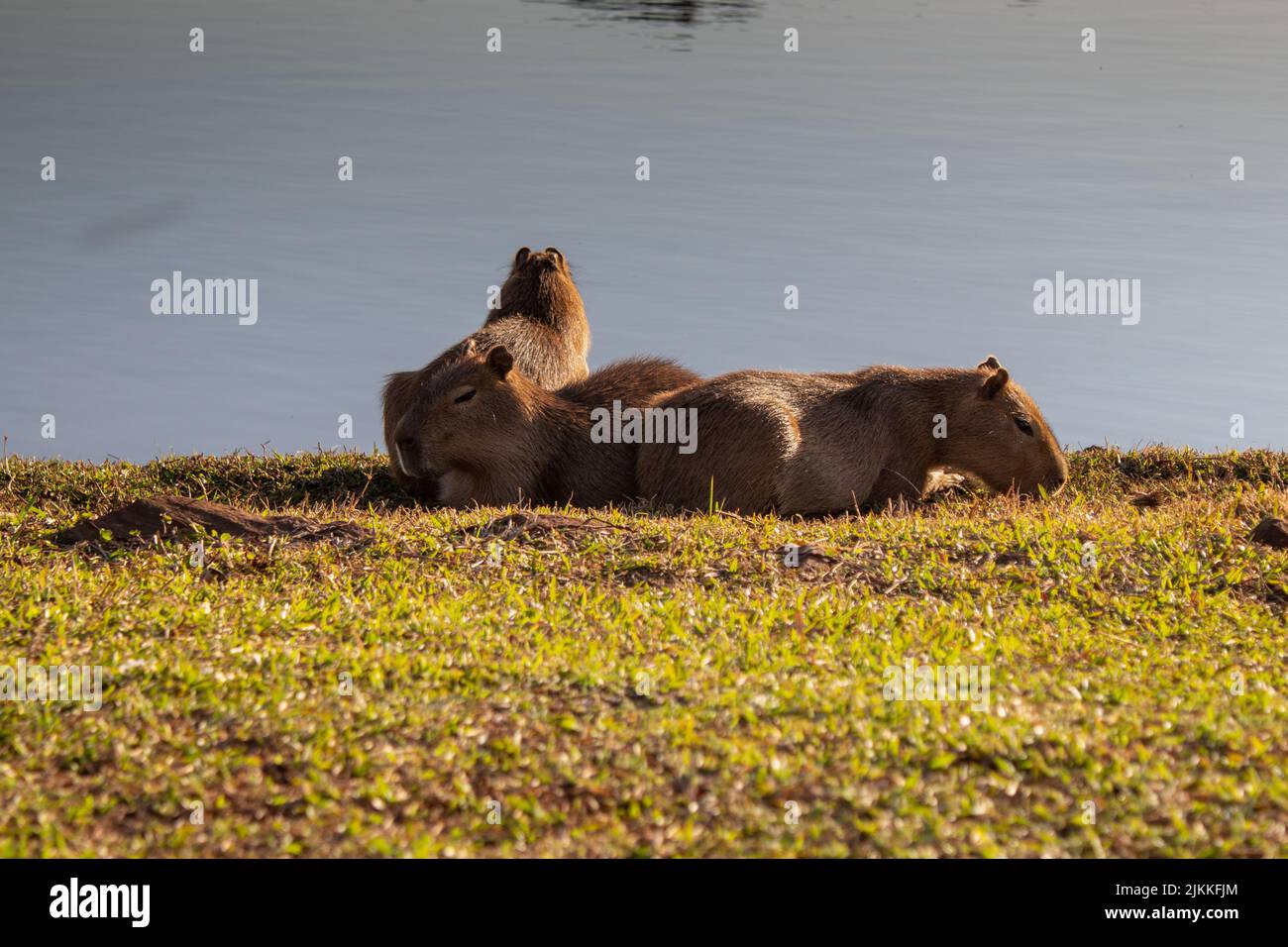 A group of capybaras sitting on the shore with a view of a calm body of ...