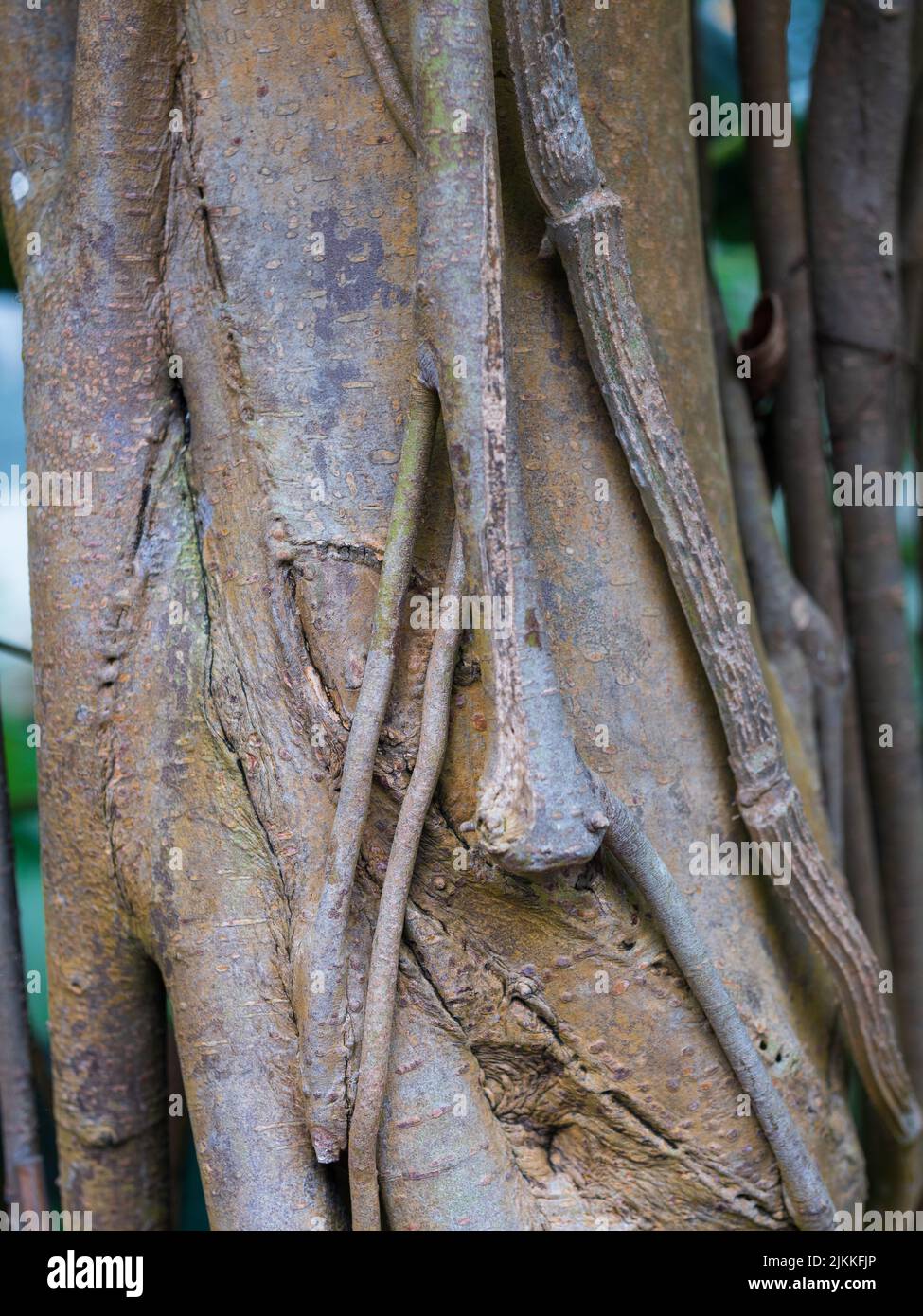 Tropical pine tree forest hi-res stock photography and images - Alamy