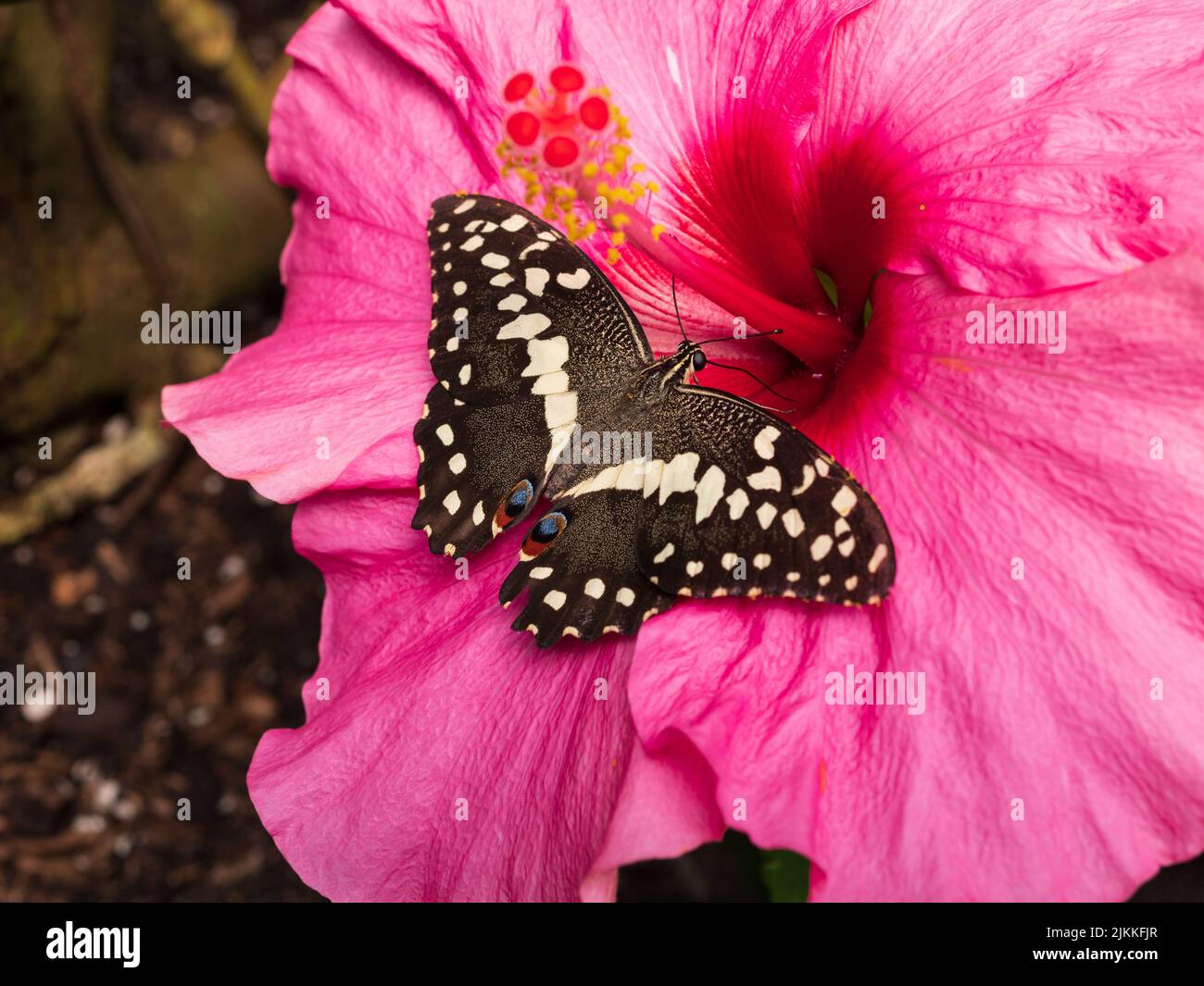 Butterfly on hibiscus flower hi-res stock photography and images - Alamy