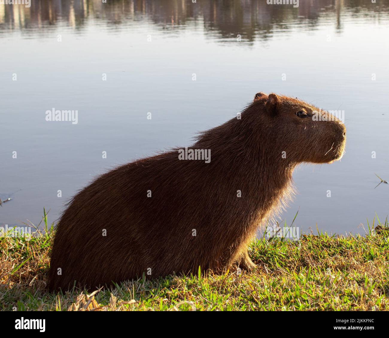 A closeup of a large Capybara standing on grass near a body of water ...