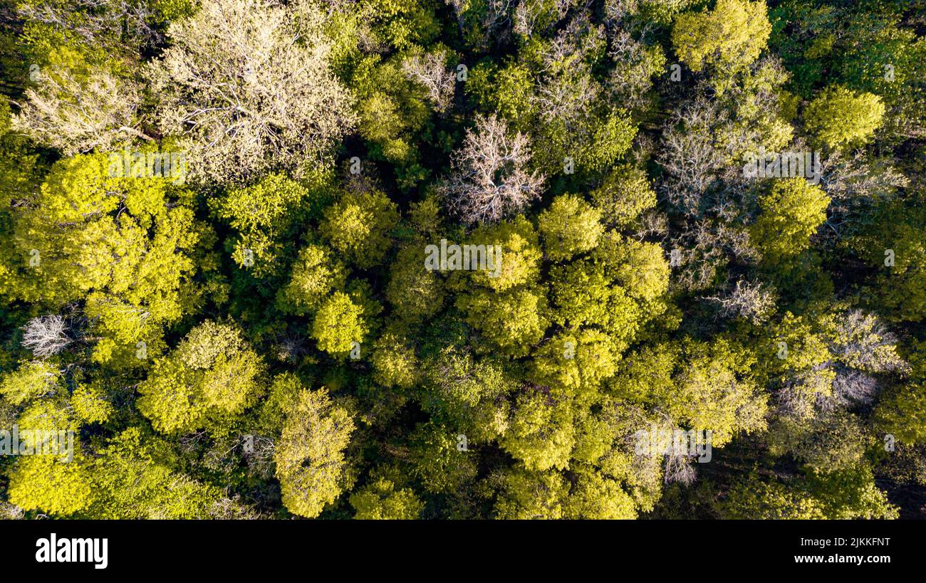 An aerial view of a green forest Stock Photo - Alamy