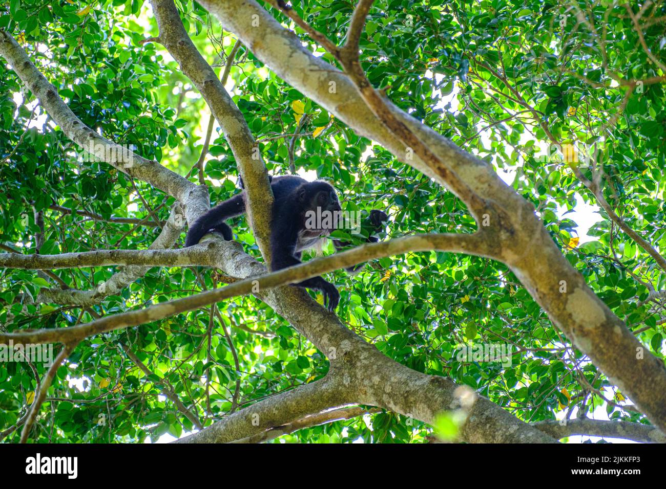 Colombian spider monkey hi-res stock photography and images - Alamy