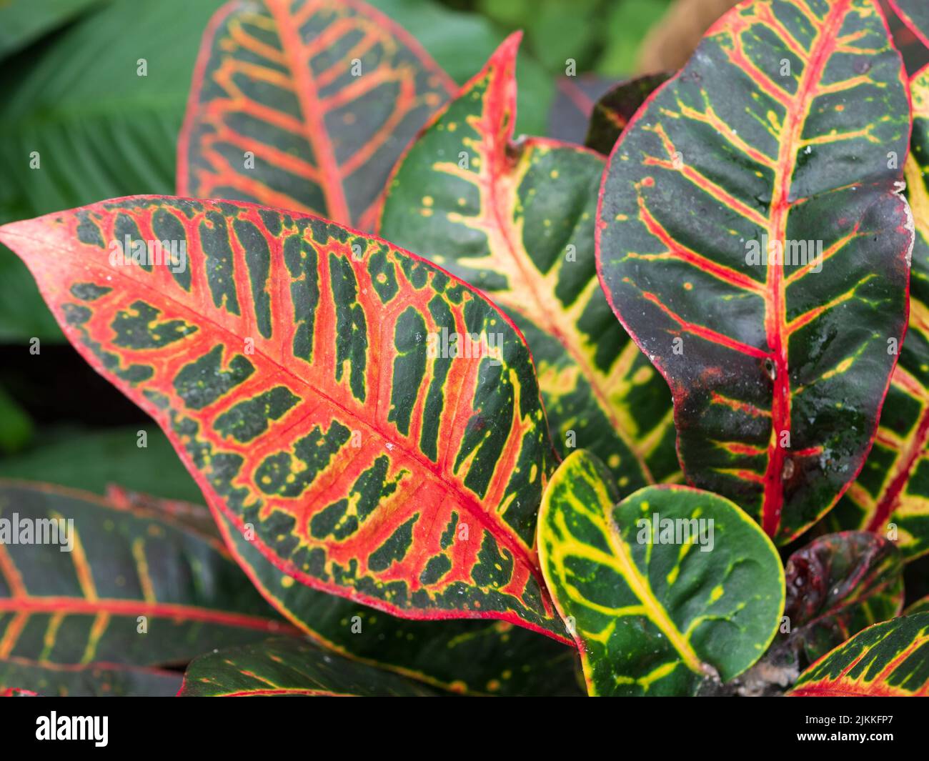 Codiaeum hi-res stock photography and images - Alamy