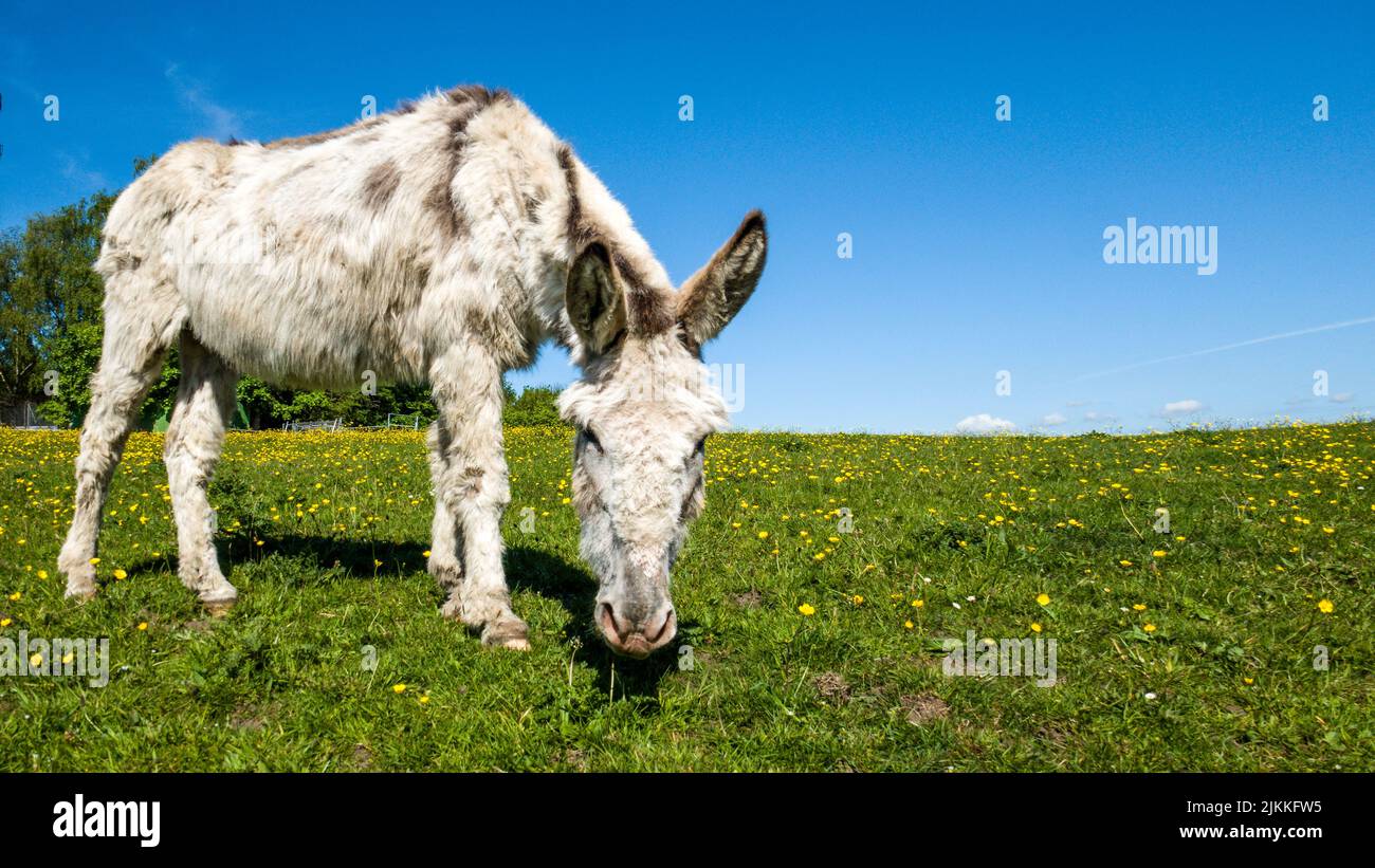 Donkey in grass field hi-res stock photography and images - Alamy