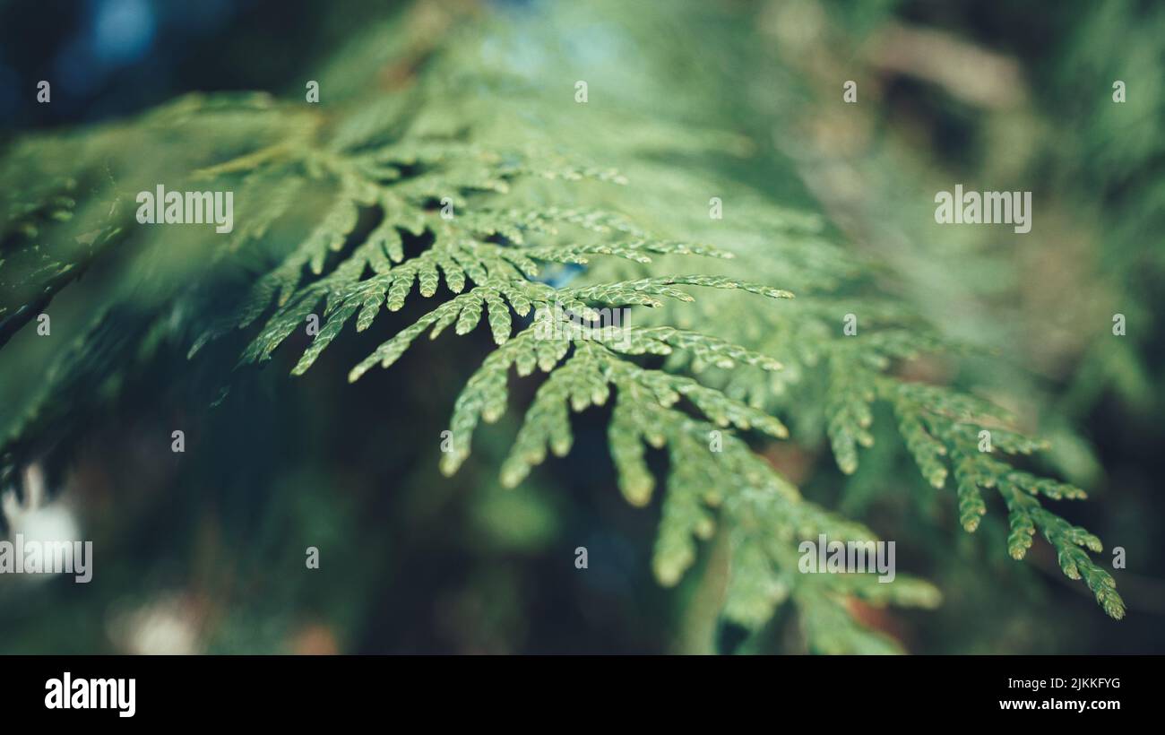 A macro shot of a fir tree leave on a blurry background Stock Photo - Alamy