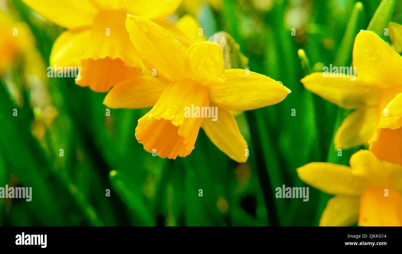 Field beautiful narcissus hi-res stock photography and images - Alamy