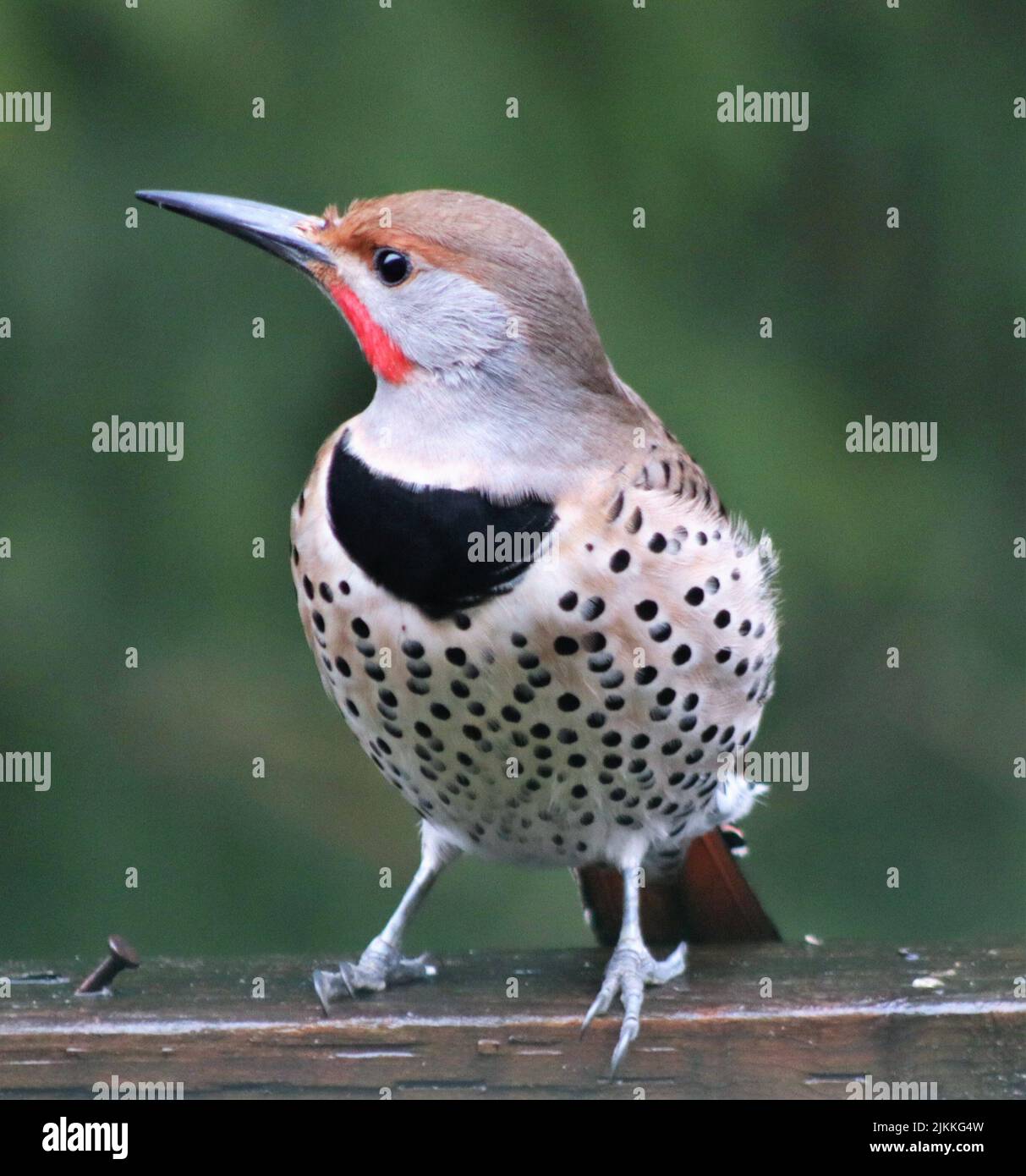 Eye and legs hi-res stock photography and images - Alamy