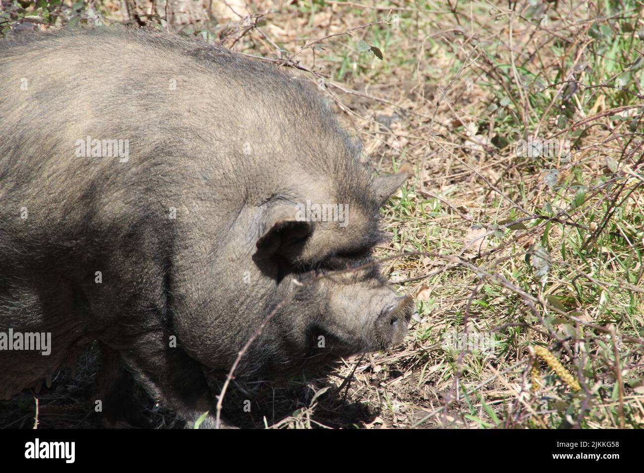 Pig farming in nature hi-res stock photography and images - Alamy