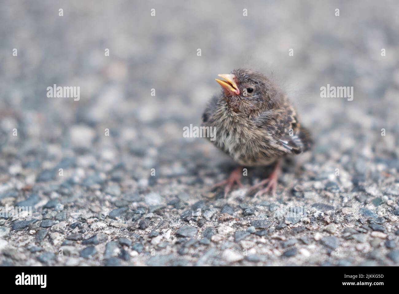 Black faced bunting bird hi-res stock photography and images - Alamy