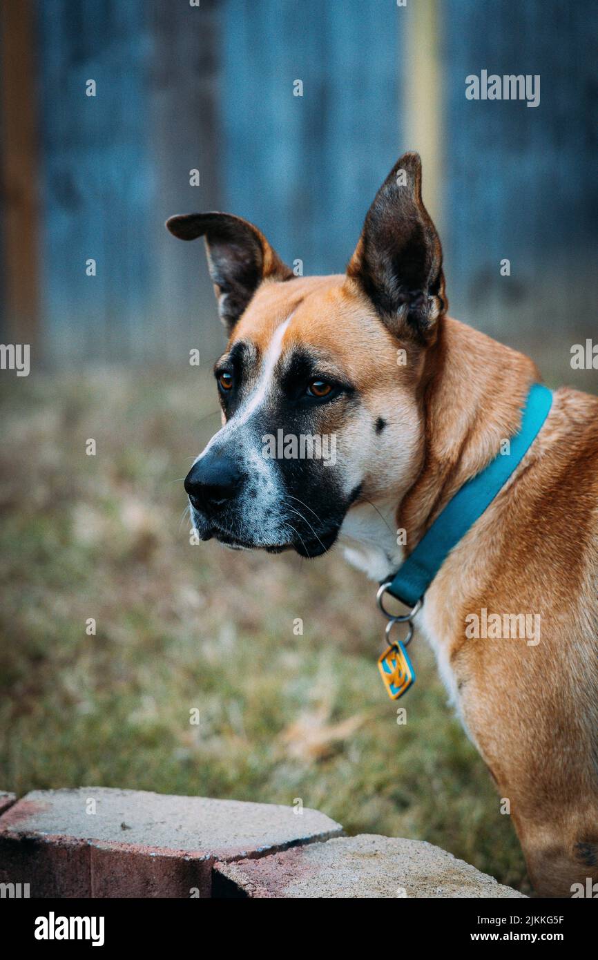 A vertical shallow focus shot of an American Staffordshire Terrier dog ...